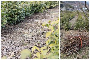 4. Traditional Hadong Tea Agrosystem in Hwagae-myeon (South Korea ...