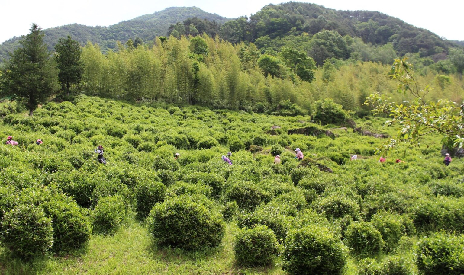 4. Traditional Hadong Tea Agrosystem in Hwagae-myeon (South Korea ...