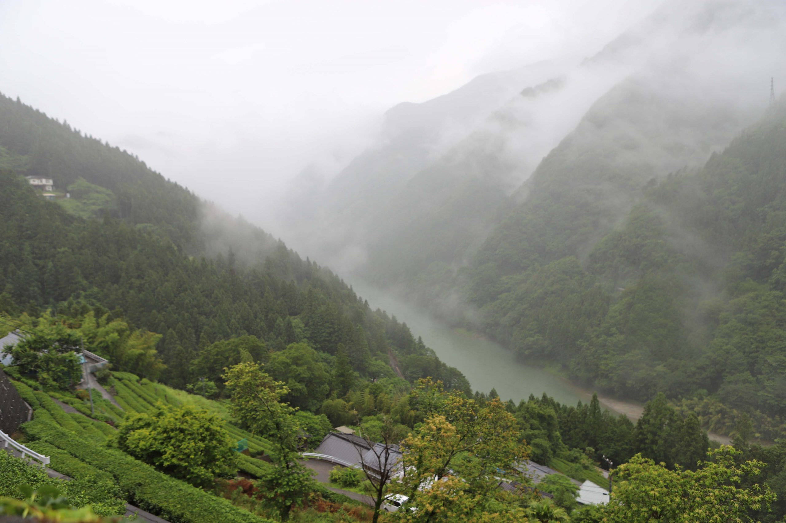 Nagano｜Drink LEAF TEA and Protect Nature｜CHAMART